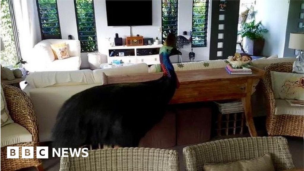Cassowary's surprise visit spooks Australian family - BBC News