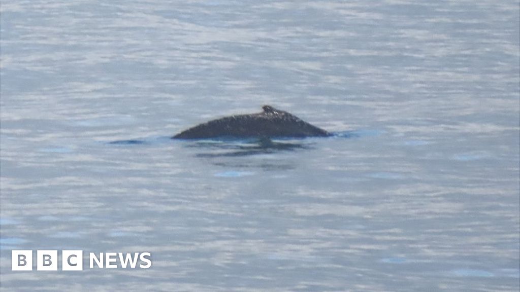 Third humpback whale spotted off Cornish coast - BBC News