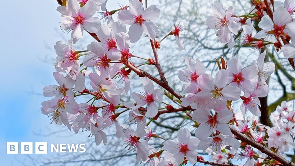 Spring blossoms can help you feel happy, National Trust says