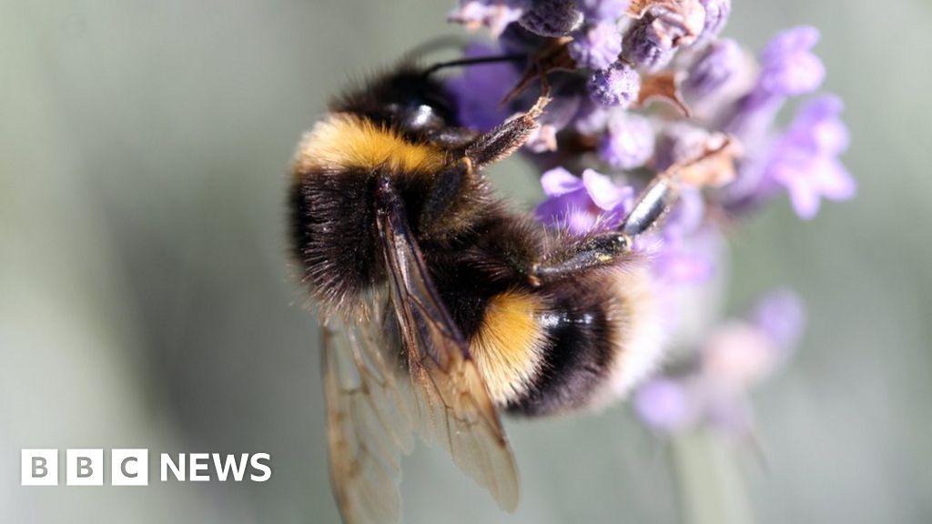 Pollinator research to take place across Channel Islands - BBC News