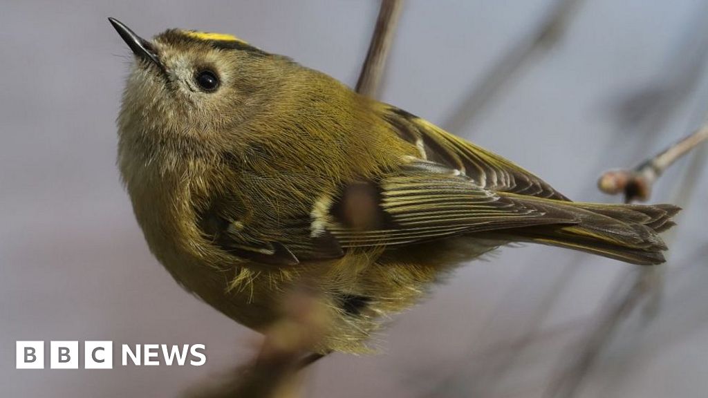 Scotland's woodland bird numbers recover after Beast from the East ...