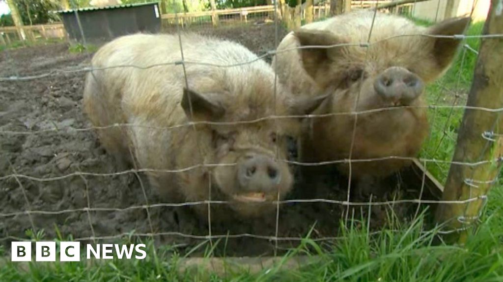 Sanctuary for rescued pigs struggles with demand - BBC News
