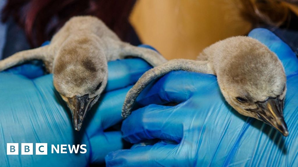 Penguin chicks hatch at Longleat for the first time - BBC News
