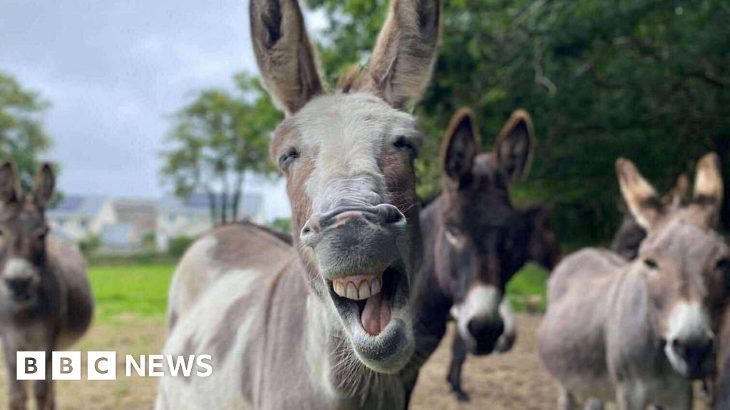 Donkey sanctuary set to close after 36 years as owners retire - BBC News