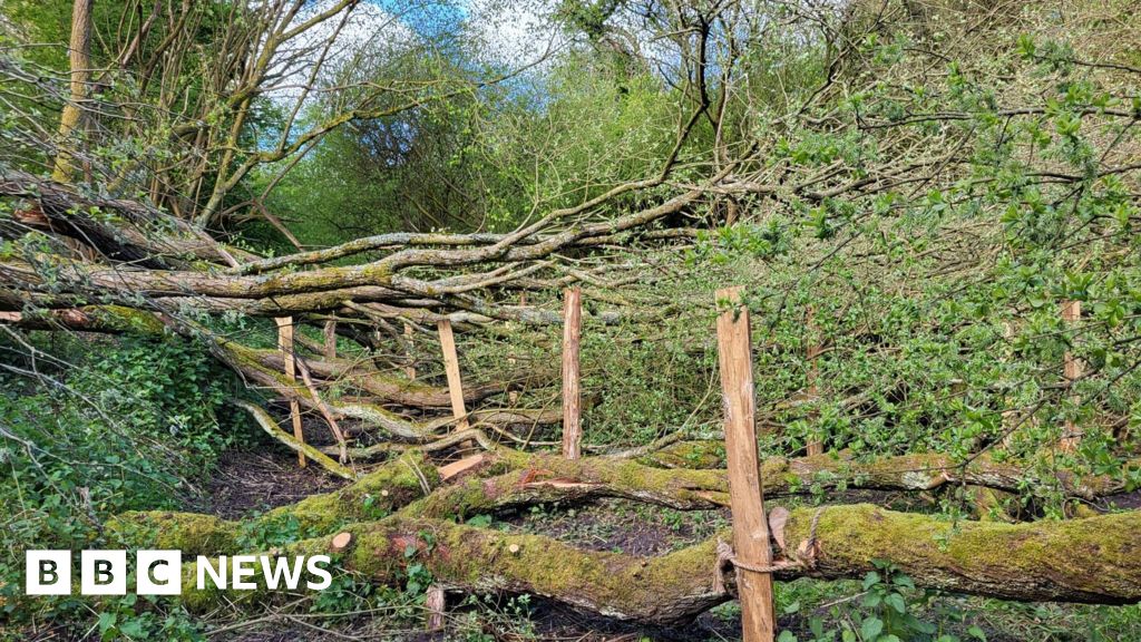 Littleworth Nature Reserve anti-flood plan to protect homes - BBC News