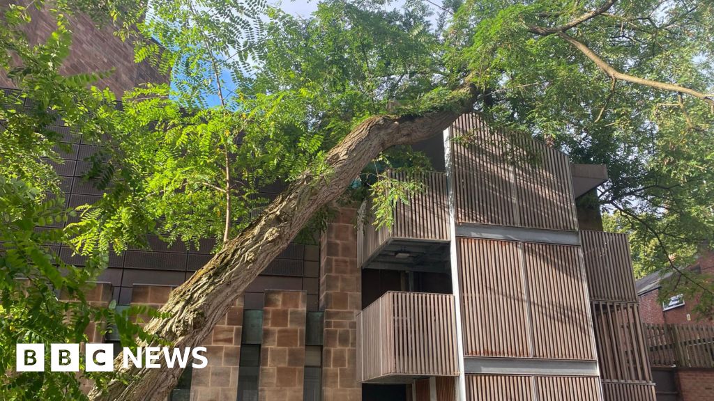 Shock as huge tree falls onto Coventry Cathedral