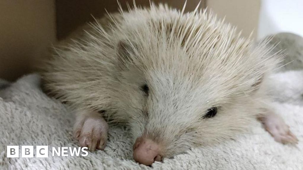 Appeal for help identify mystery hedgehog illness in Alderney