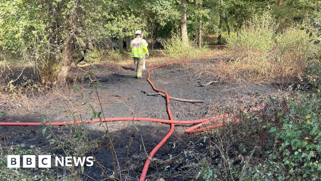 Epping Forest woodland fire believed to be deliberate