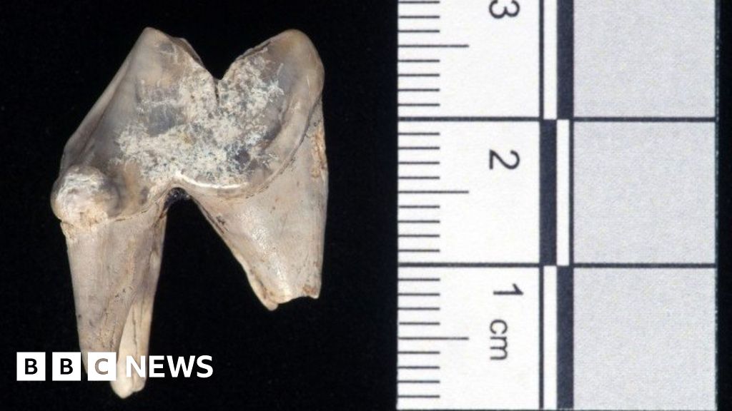 Dog tooth found near Stonehenge 'evidence of earliest journey' - BBC News