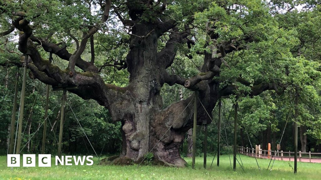 Podcast allows listeners to hear the sounds of the Major Oak - BBC News