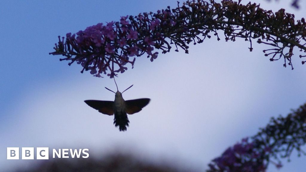 Insects: Big decrease in bugs recorded in Kent by annual survey - BBC News