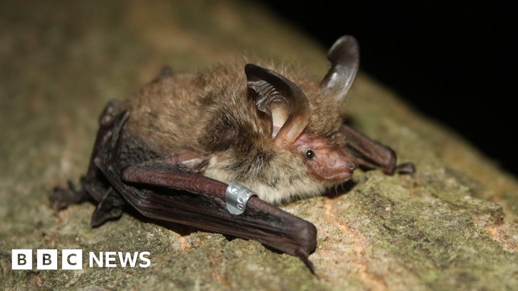 Work to help endangered Bechstein bats bounce back - BBC News
