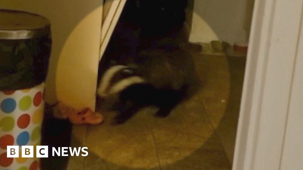 Essex family gives up trying to block badger from kitchen - BBC News