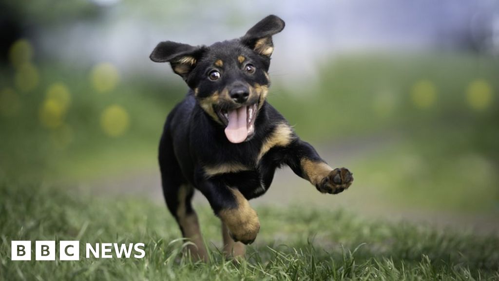 Dog Running Away From Camera