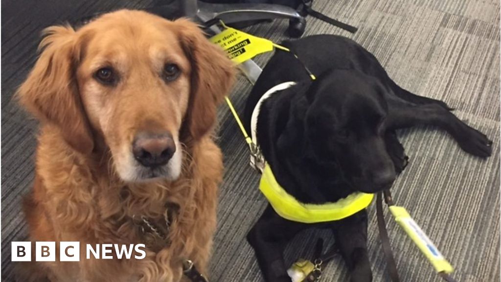 The highs and lows of guide dog training - BBC News