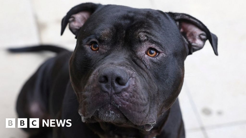 XL bully: Plans to restrict ownership of breed in NI announced - BBC News