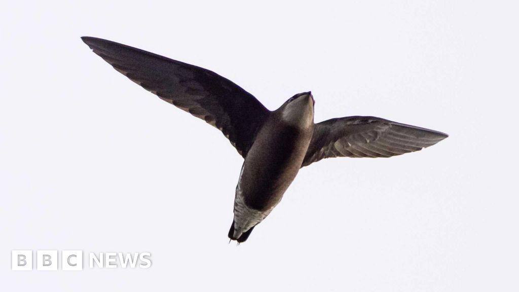 White-throated needletail seen for first time in 34 years