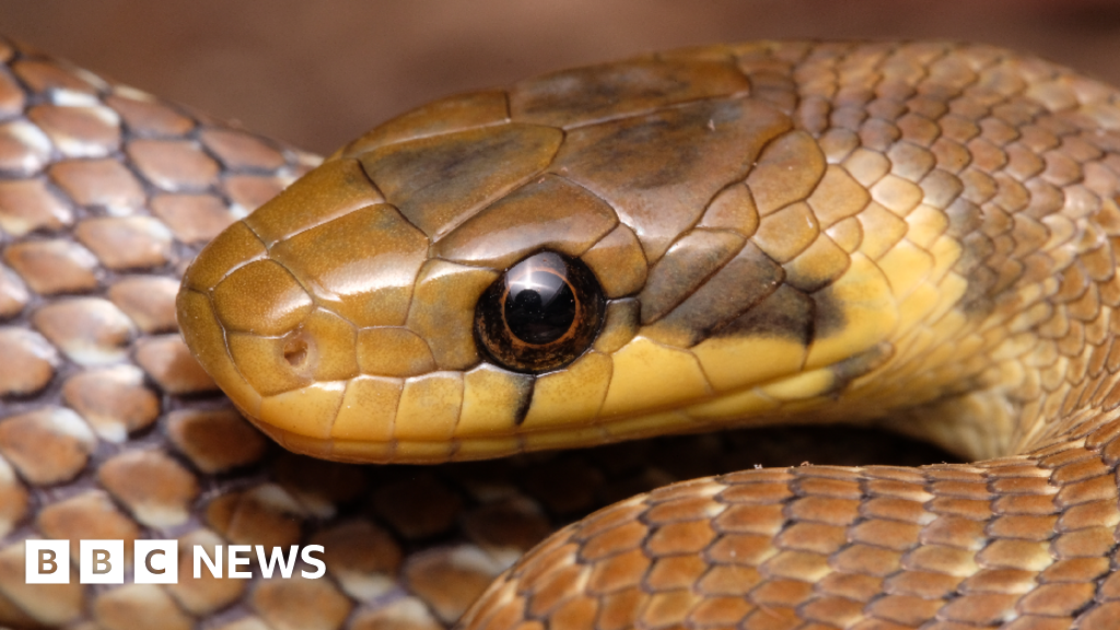 Colwyn Bay: Snakes that escaped zoo found in walls of houses