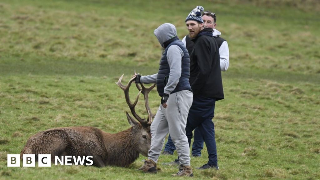 Anger at Wollaton Park visitor who grabbed stag's antlers