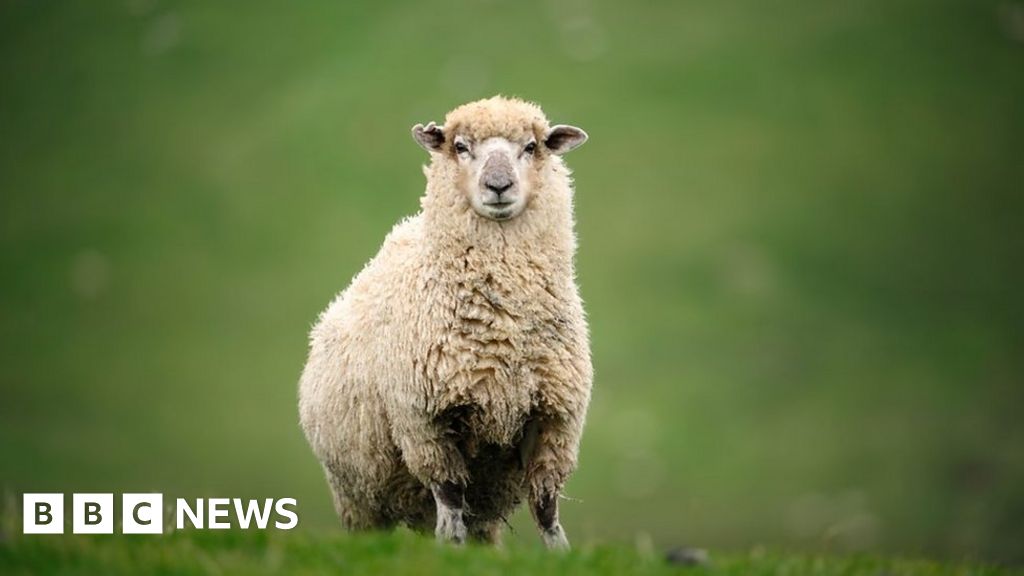 999 calls: 'It's not an emergency but a sheep's in my yard'