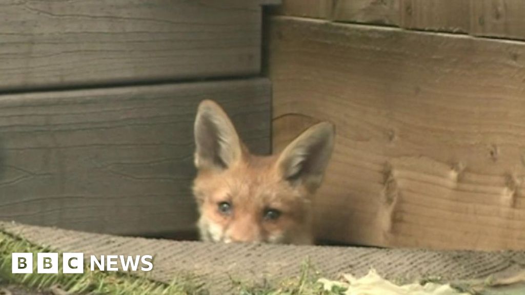 Family of foxes take over garden in south Bristol