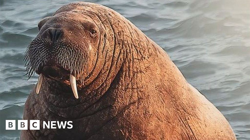 Wally the walrus: Disturbing wild animal a criminal offence - BBC News