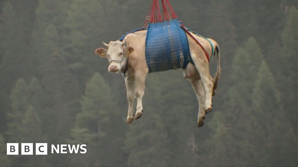 Watch: Swiss cows moo-ved to safety by helicopter - BBC News
