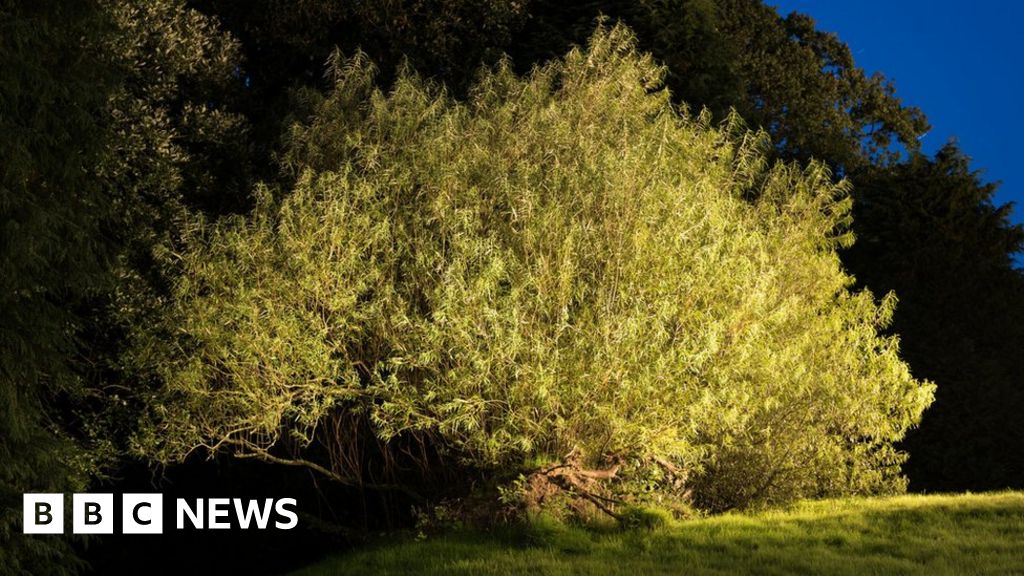 Scotland's tree of the year contenders revealed - BBC News