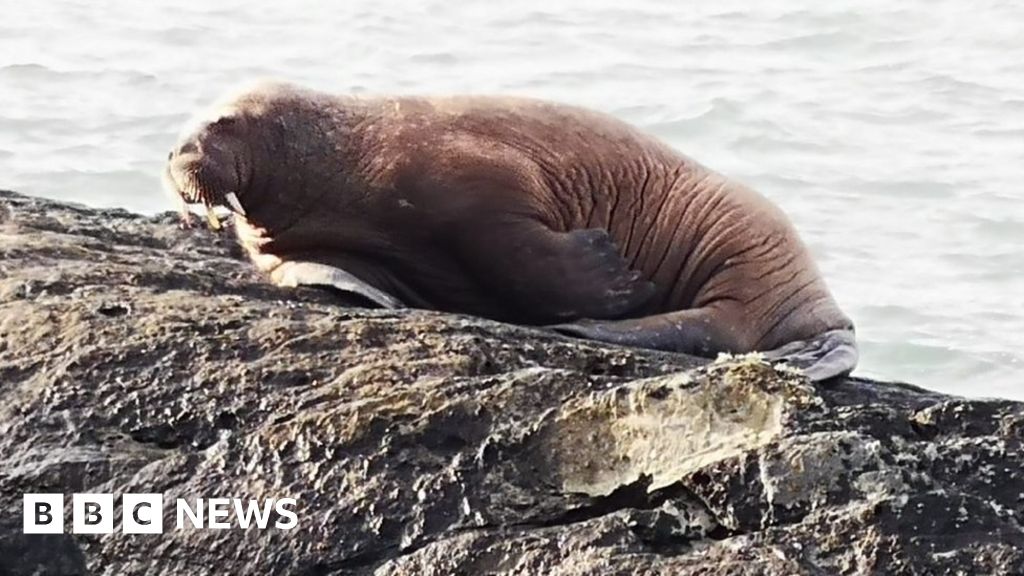 Arctic walrus off Ireland's coast proves a rare sighting - BBC News