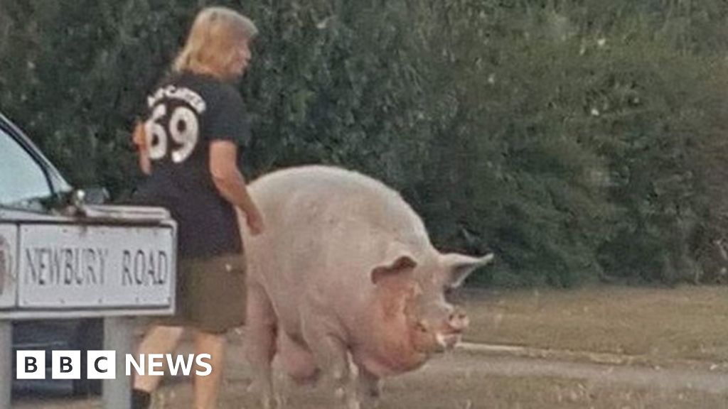 Real pig 'goes wild' in art trail town Ipswich - BBC News