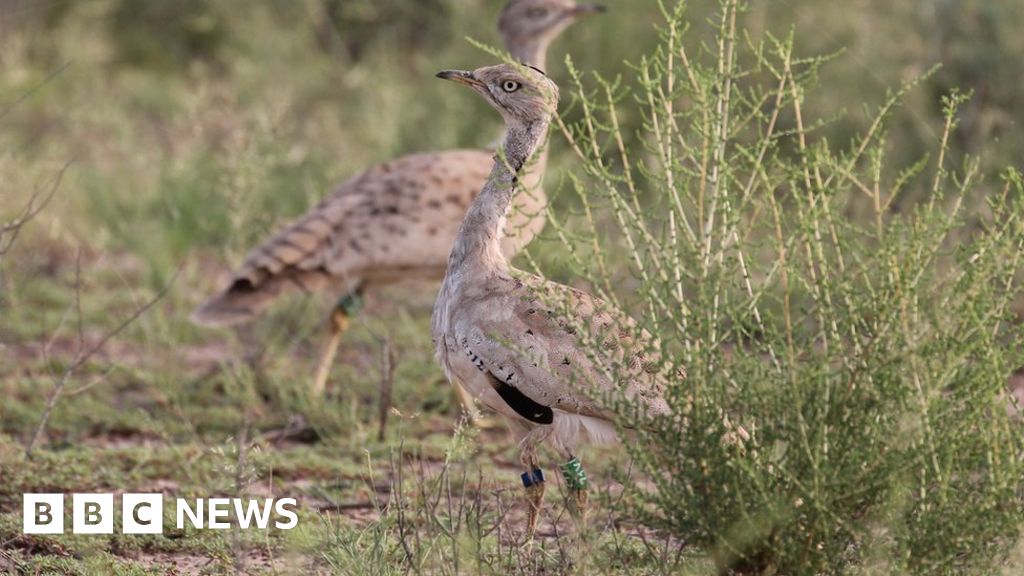 Pakistan's secretive Houbara bustard hunting industry - BBC News