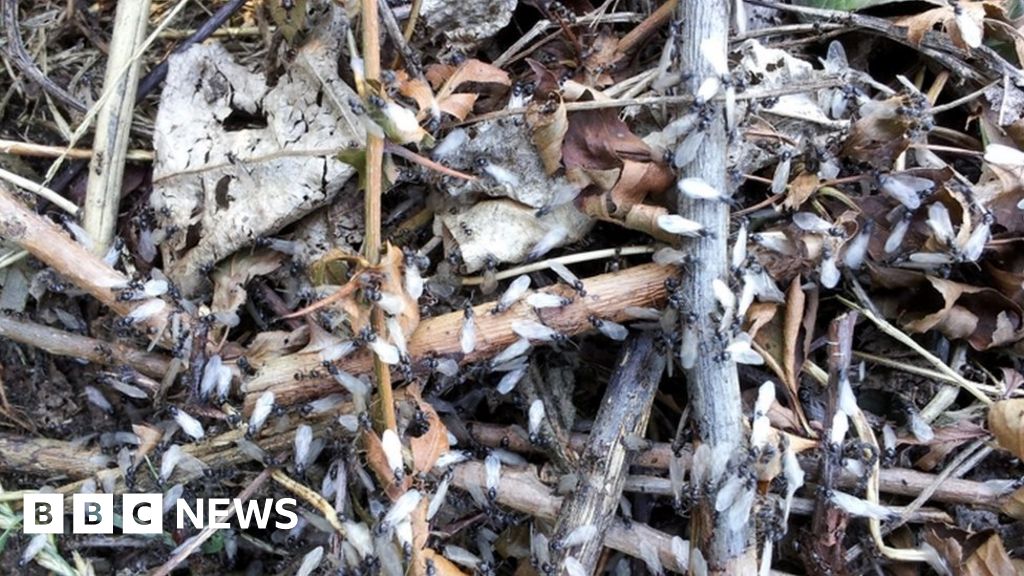 Plagues of pests: When the bug population explodes - BBC News