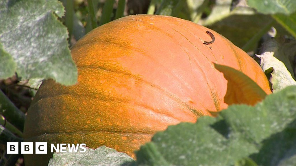 Halloween pumpkins might be smaller than usual this year