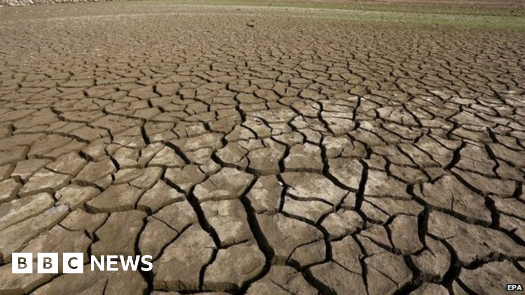 Earth 'entering new extinction phase' - US study - BBC News