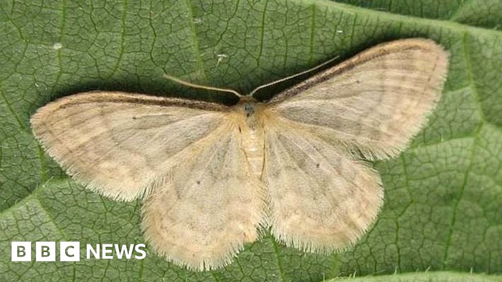 Rare moth count under way at only England site in Bristol