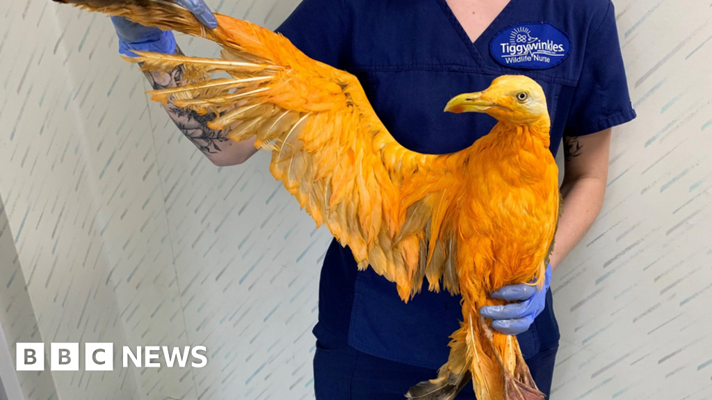 'Bright orange' bird was covered in curry or turmeric - BBC News