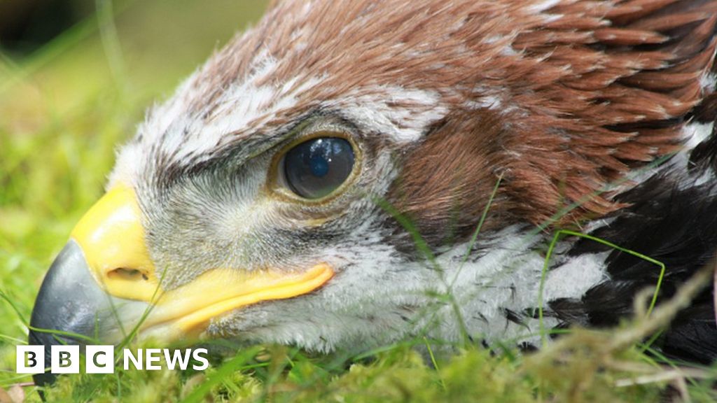 Golden eagle disappearance 'highly suspicious' - BBC News