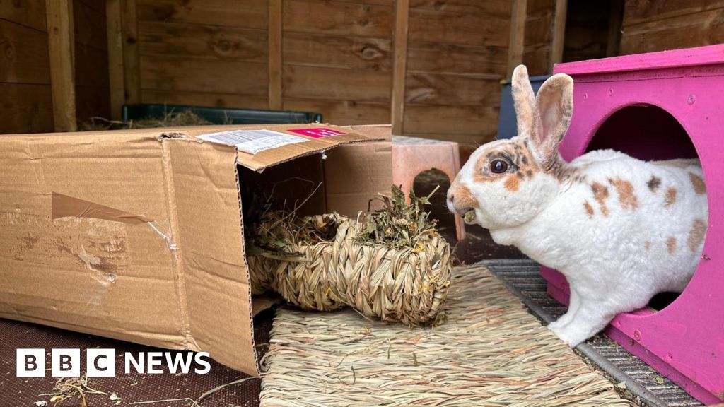 Great Chishill rabbit rescue centre fundraises to secure new home - BBC ...