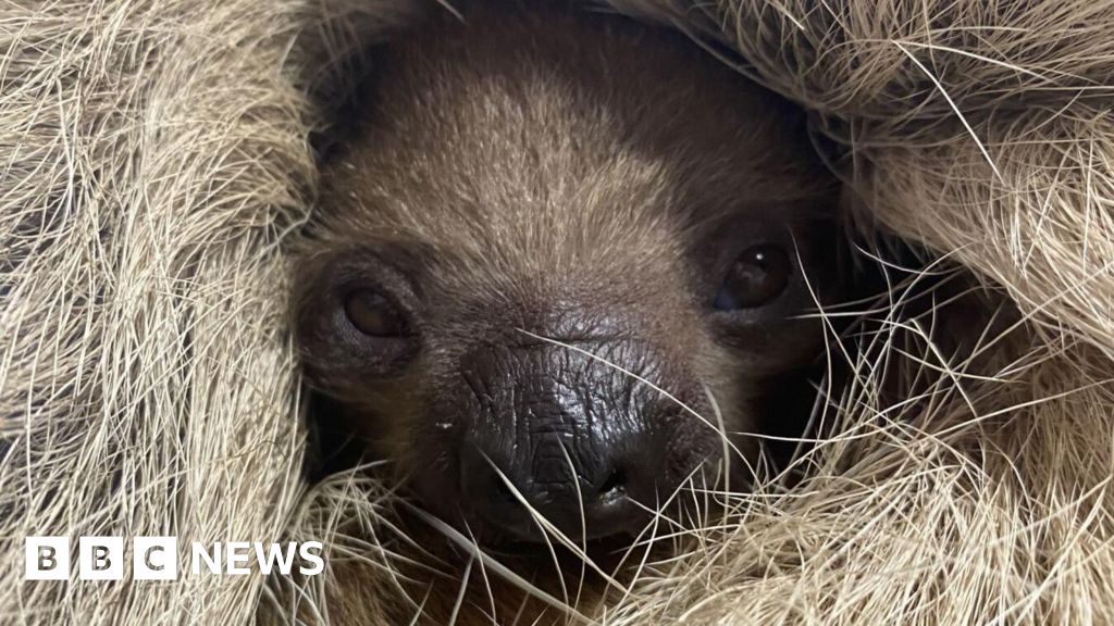Sloth house reopens at Jersey Zoo for two hours