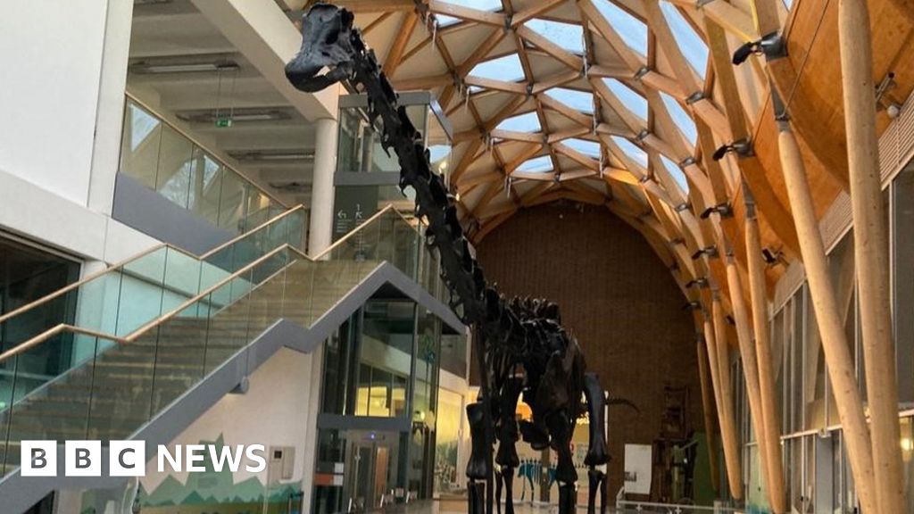 Dippy the dinosaur fans invited to Coventry museum sleepover - BBC News