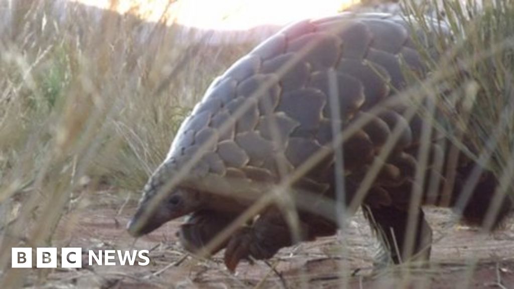 New safeguards agreed for world's most trafficked mammal - BBC News