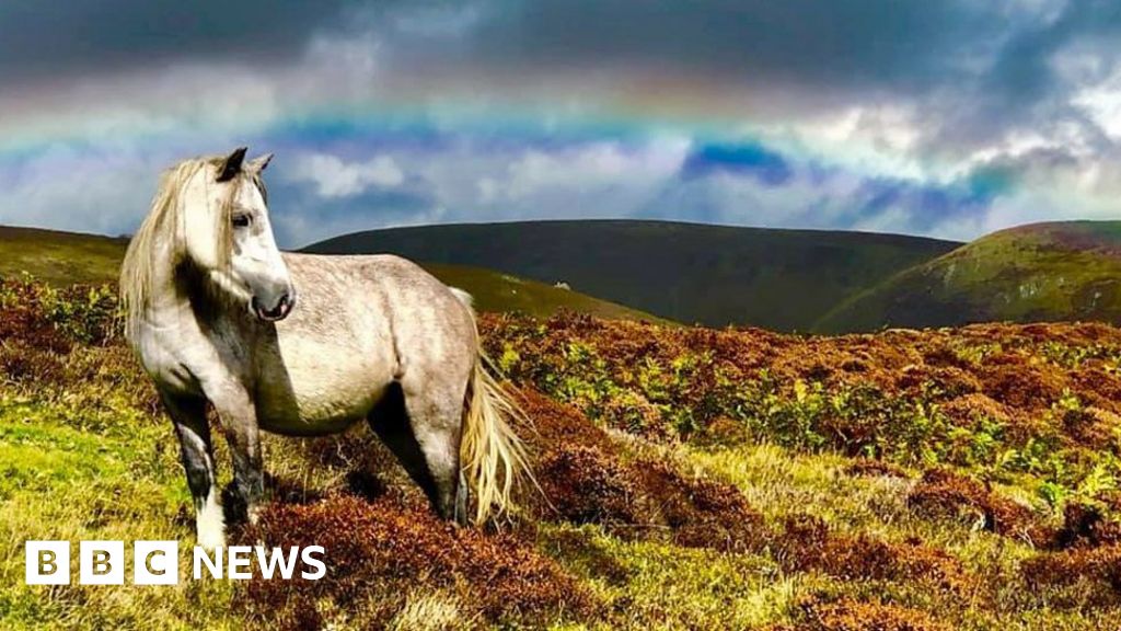 Wild ponies of Long Mynd in Shropshire 'keep me going'