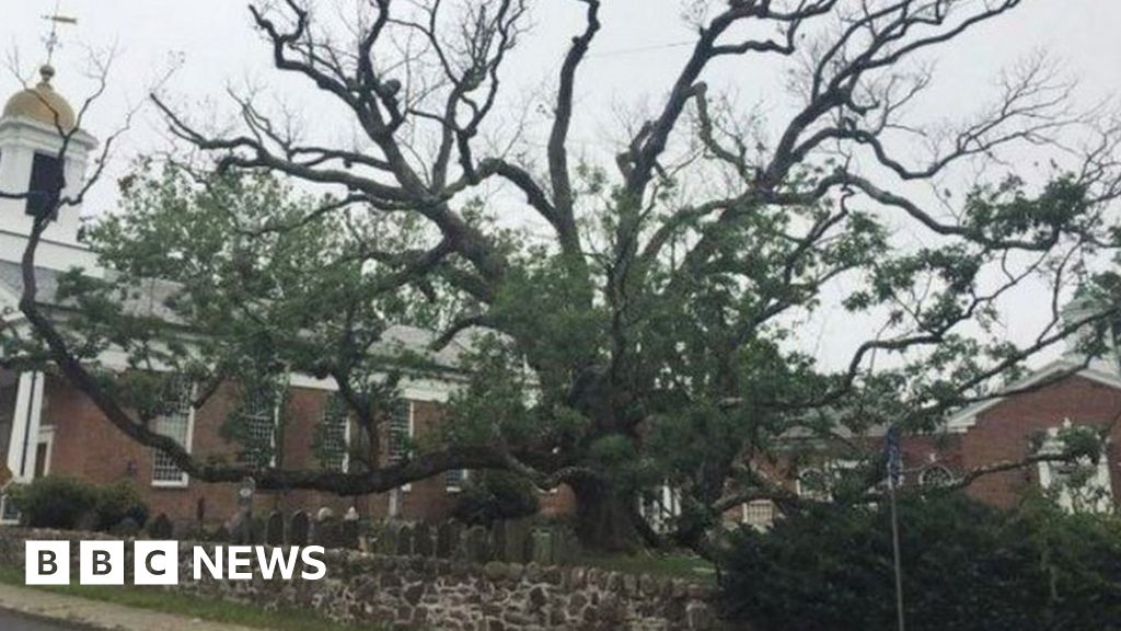 Much-loved 'George Washington oak tree' cut down - BBC News