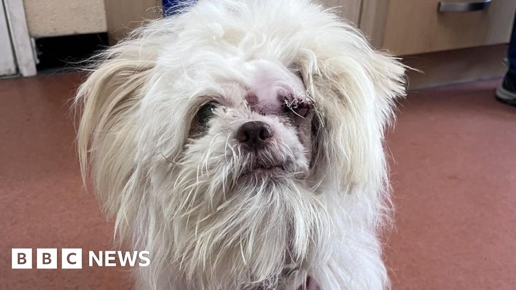 Derbyshire: One-eyed dog saved from being put down after operation ...