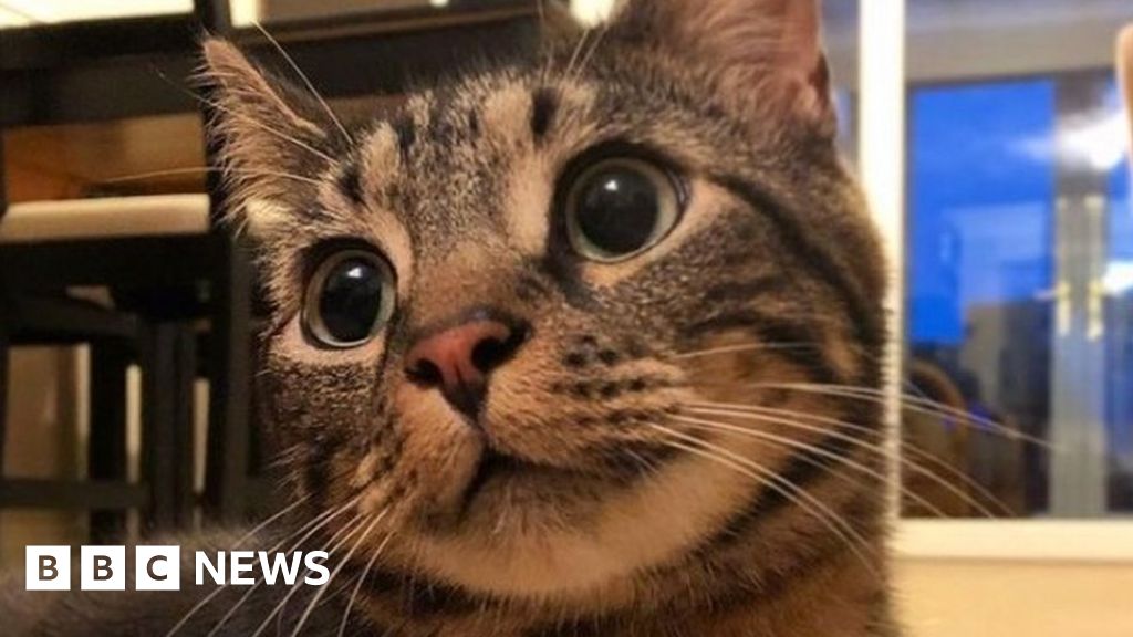 Cat 'shot in face with ball bearing in catapult attack' in Poole - BBC News