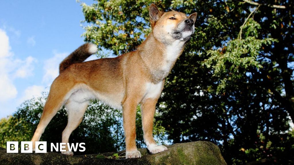 Exmoor Zoo's New Guinea singing dog Kota dies - BBC News