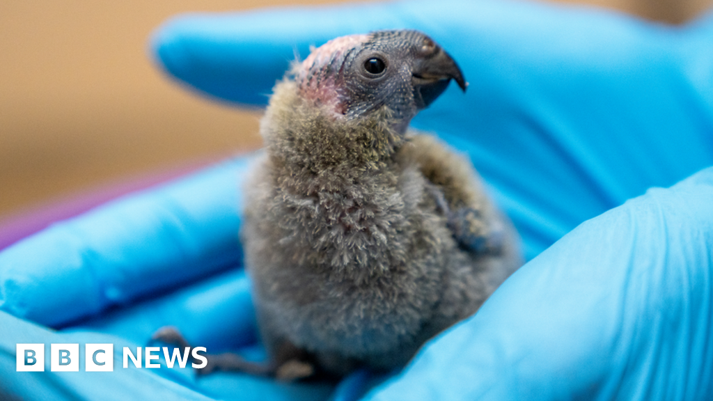 Chester Zoo celebrates hatching of two rare parrot chicks - BBC News