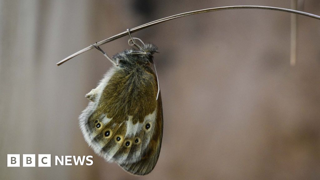 Large heath butterfly unfurls its wings - BBC News