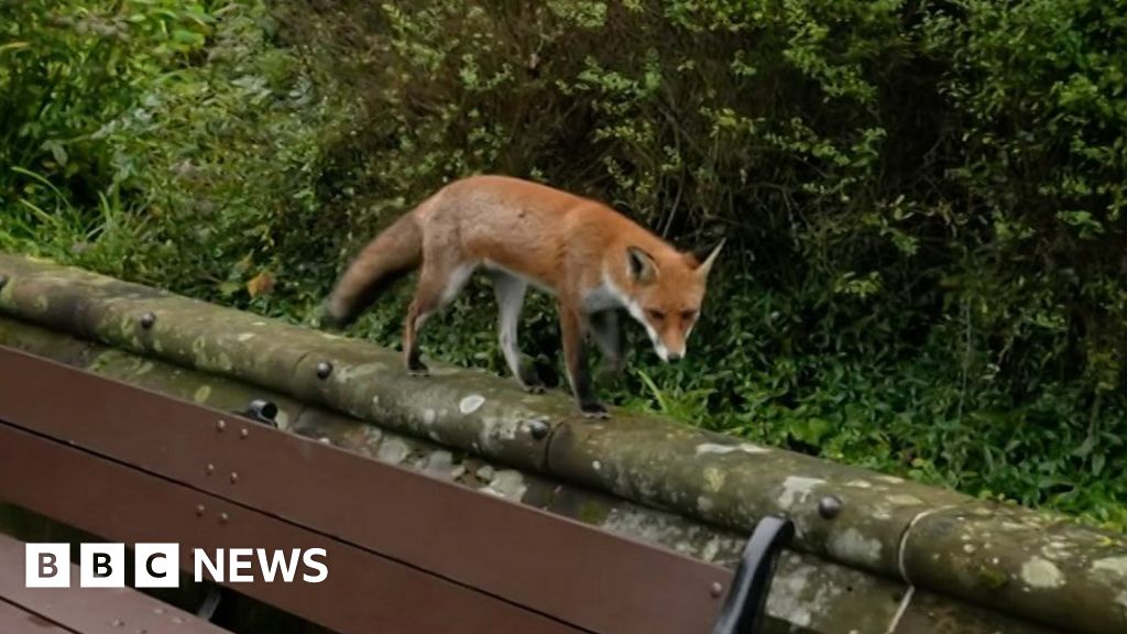 Foxes trot past surprised city centre commuters