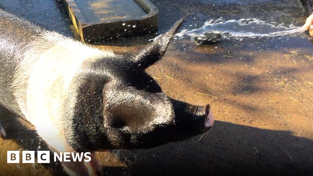 Pigs cool down in hot weather with cool showers - BBC News